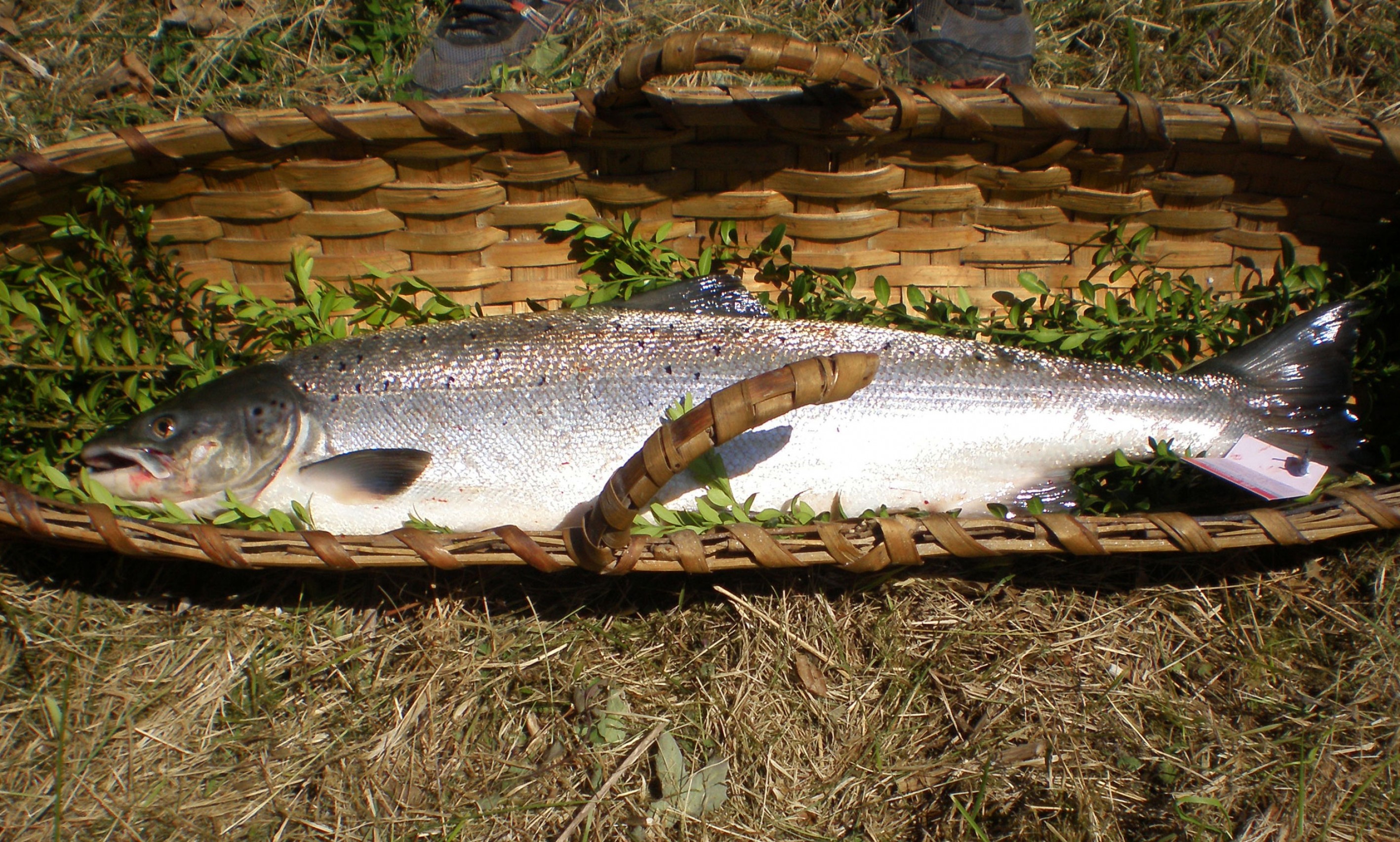 Primer salmón de la temporada en el Bidasoa | Pesca | ORAIN