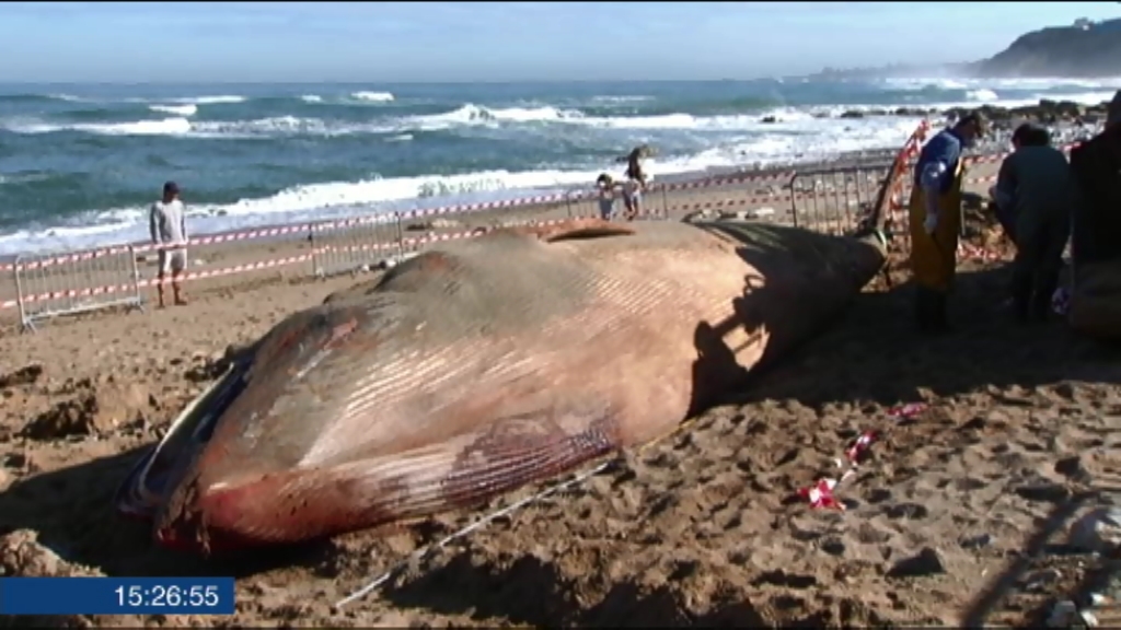 Vídeo: Aparece una ballena muerta en la playa Parlamentia de Bidart | ORAIN