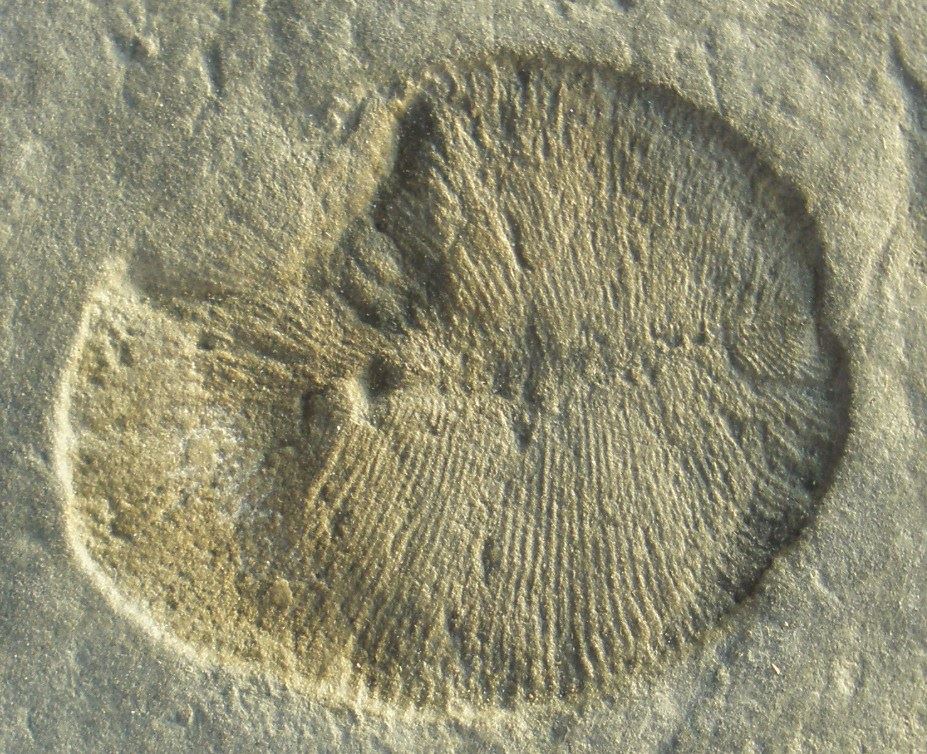 Dickinsonia, el animal más antiguo de la Tierra | ORAIN