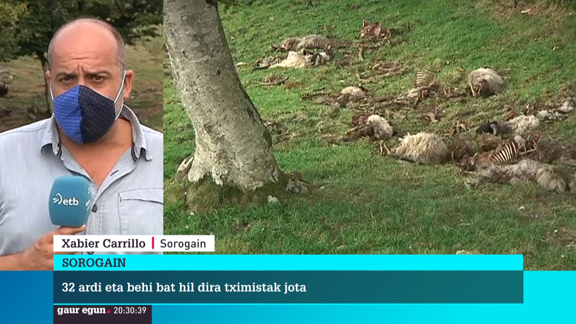 Bideoa: Tximista batek 32 ardi eta behi bat hil ditu Sorogainen; 2020ko ...