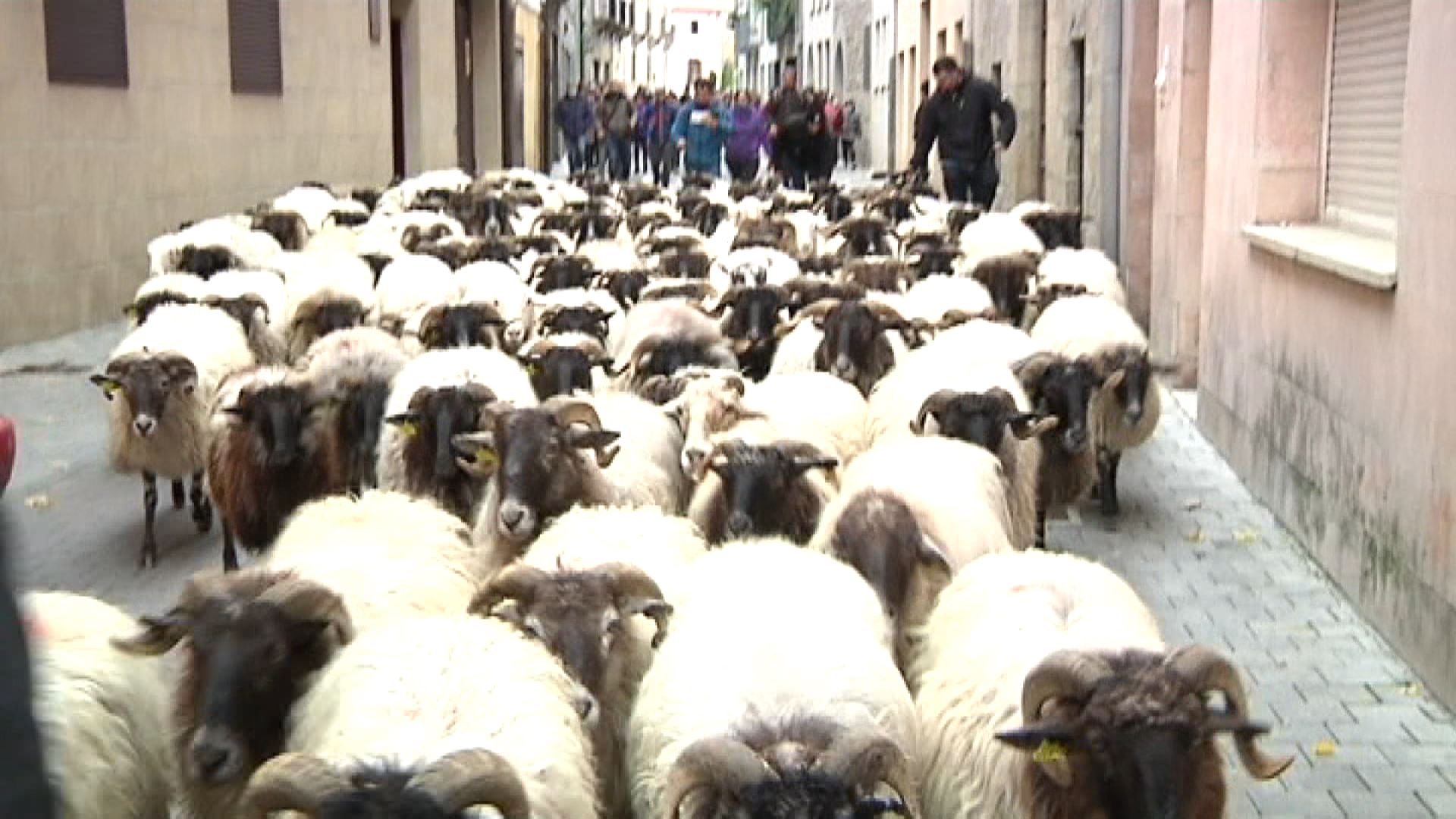 Un rebaño de ovejas ha atravesado el pueblo de Atarrabia para dirigirse ...