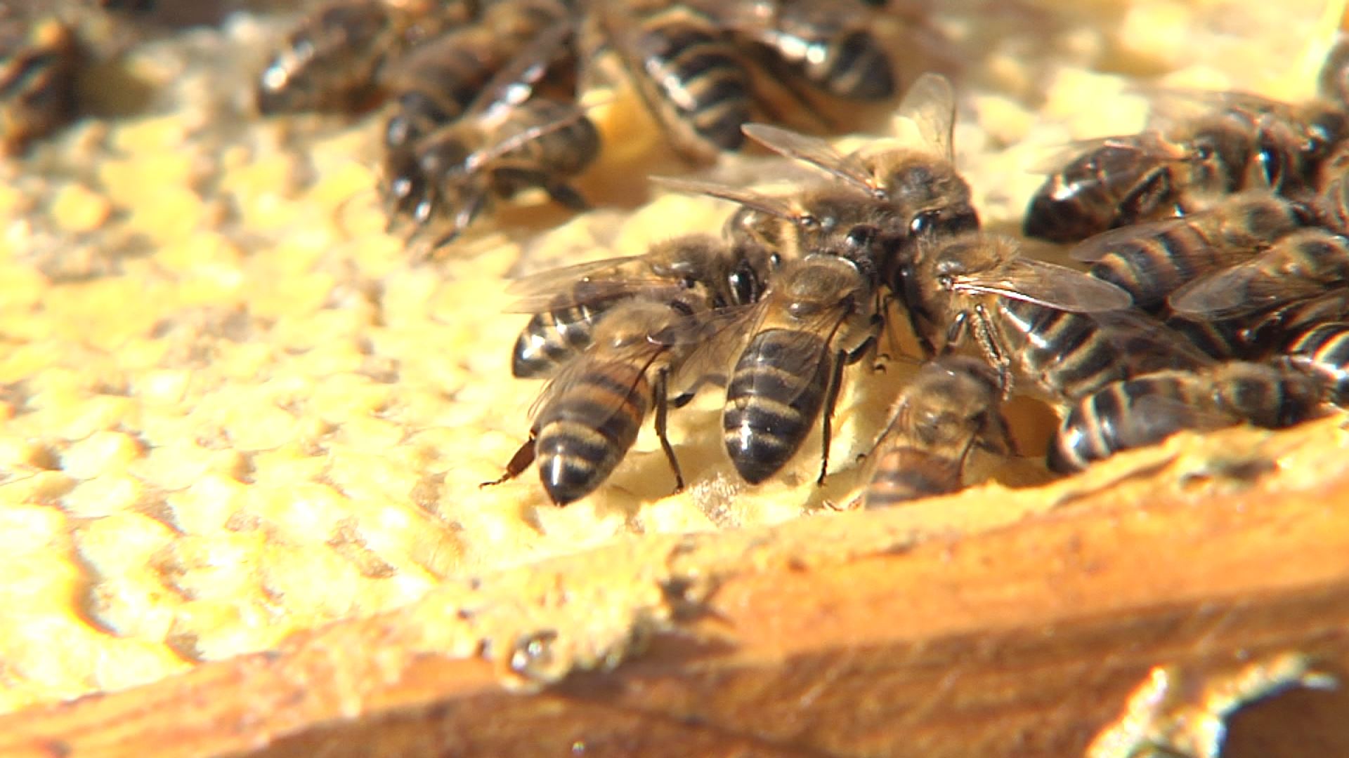 Vídeo: La abeja negra local, en peligro por la importación de otras ...