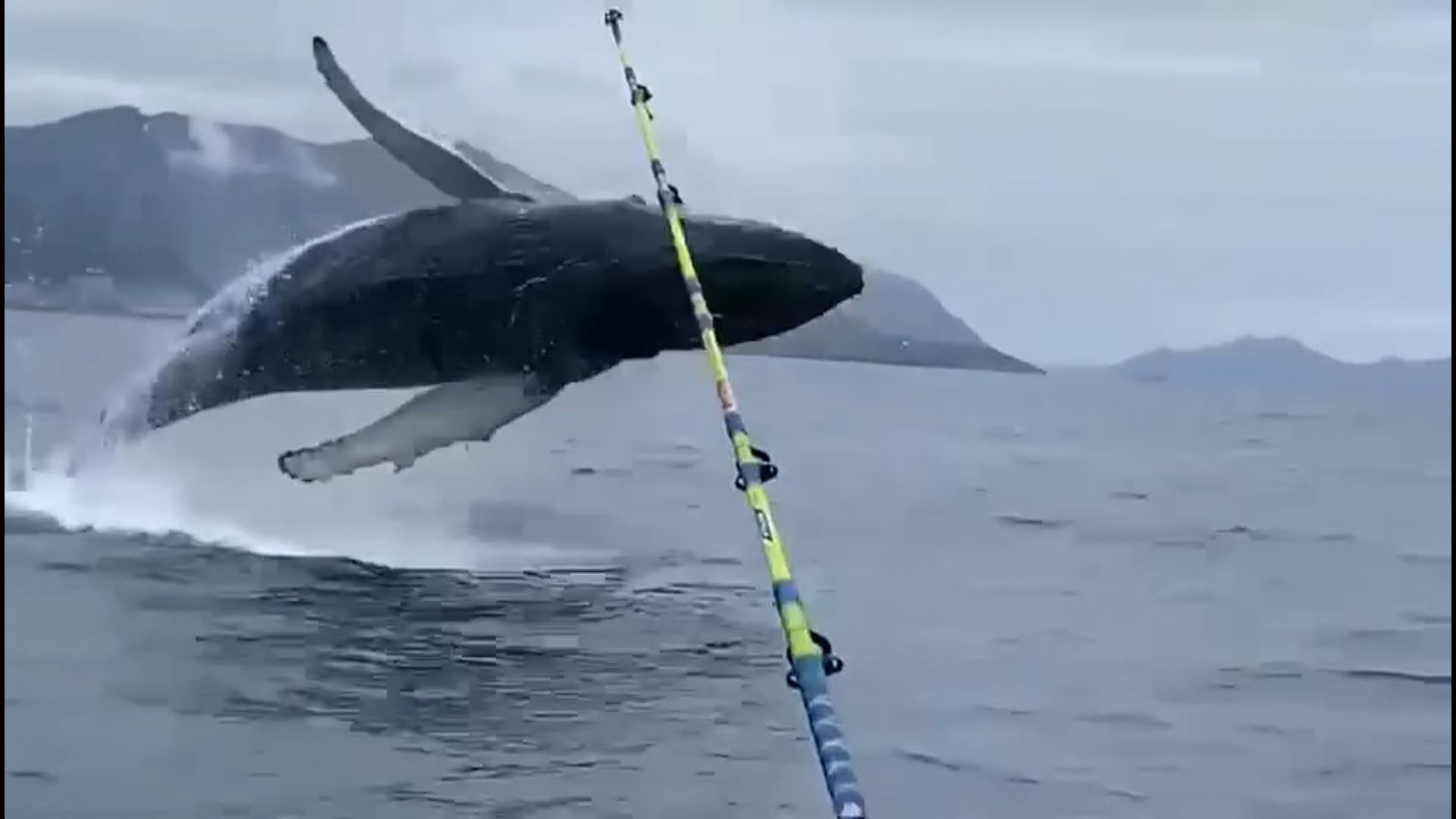 Vídeo: Avistan ballenas de la especie Yubarta frente a Santurtzi | ORAIN