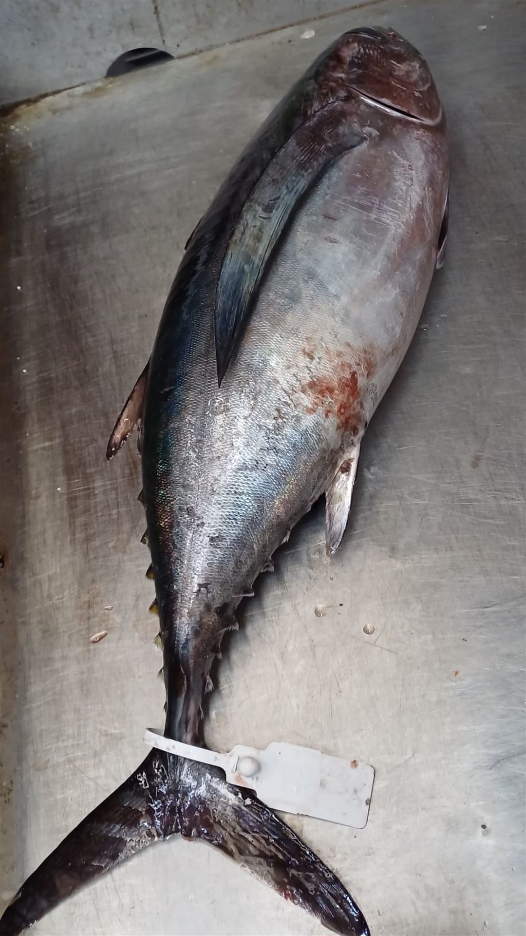 Llega a Bermeo y Pasaia el primer bonito de la temporada | ORAIN