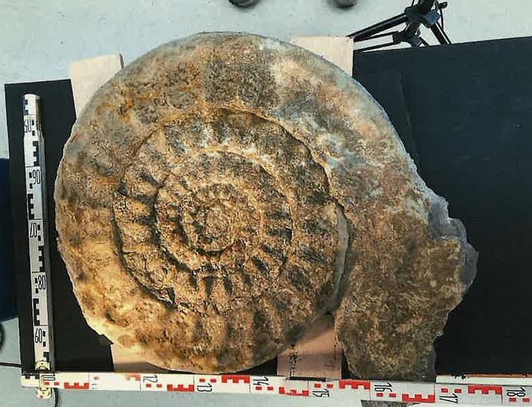 Hallan el fósil de un amonite gigante en Nanclares de la Oca | ORAIN