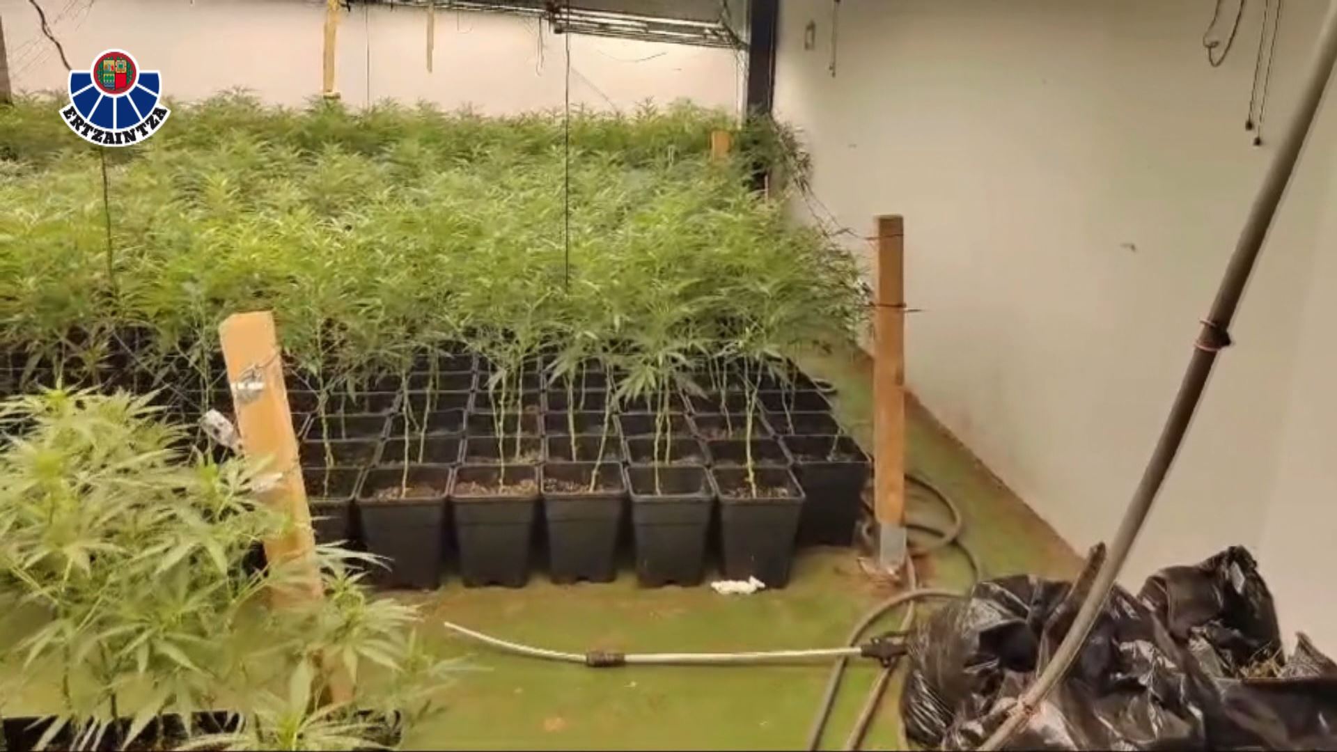 Dos personas investigadas tras localizar dos plantaciones de marihuana en Lezo e Irun | ORAIN