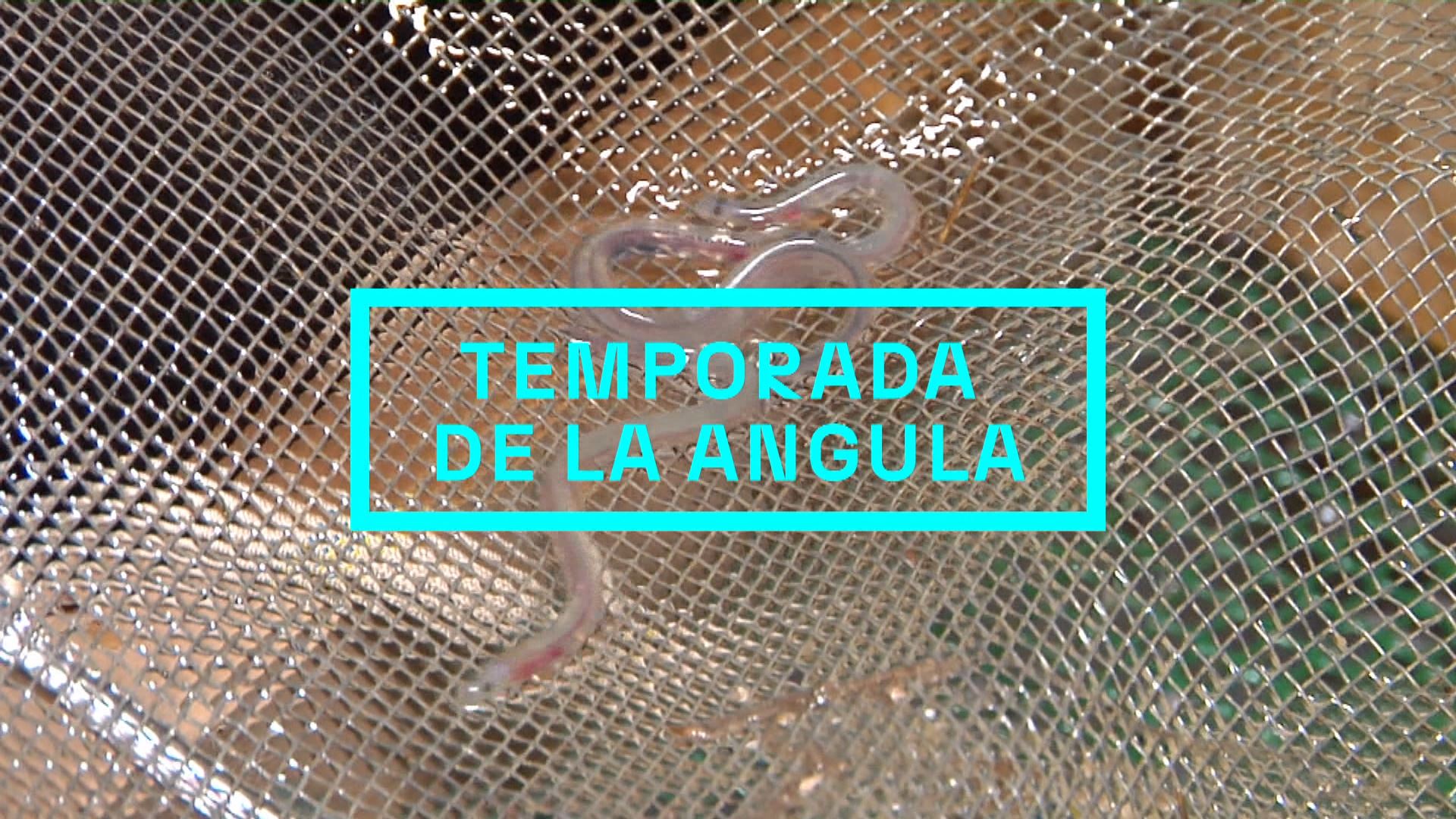Vídeo: Comienza la primera temporada de la angula con carácter ...