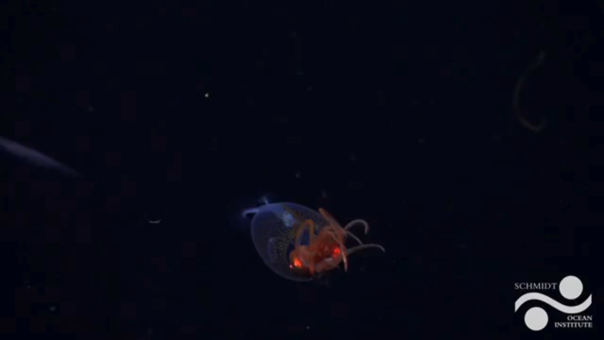 Vídeo: Primeras imágenes en vivo del calamar colosal, descrito hace 100 ...